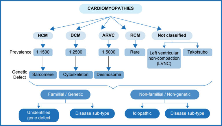 Hypertrophic Cardiomyopathy Proposal For A New Classification